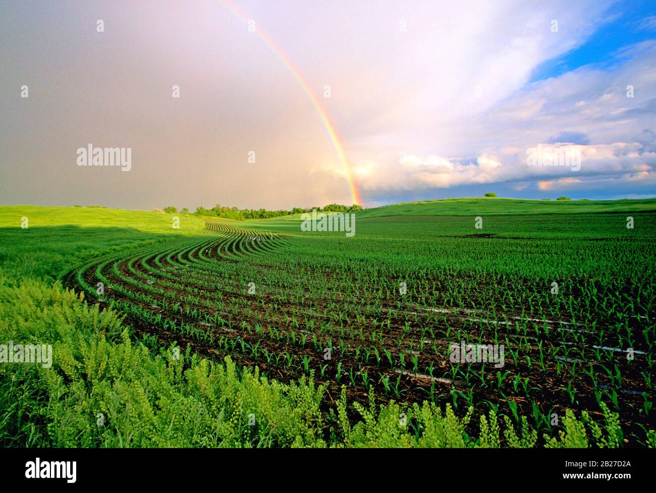 A rainbow appears after the rains water a corn field in Minnesota, USA ...