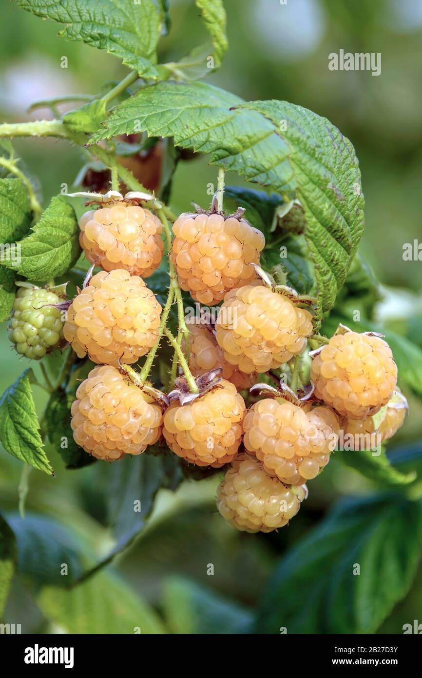 Fallgold hi-res stock photography and images - Alamy