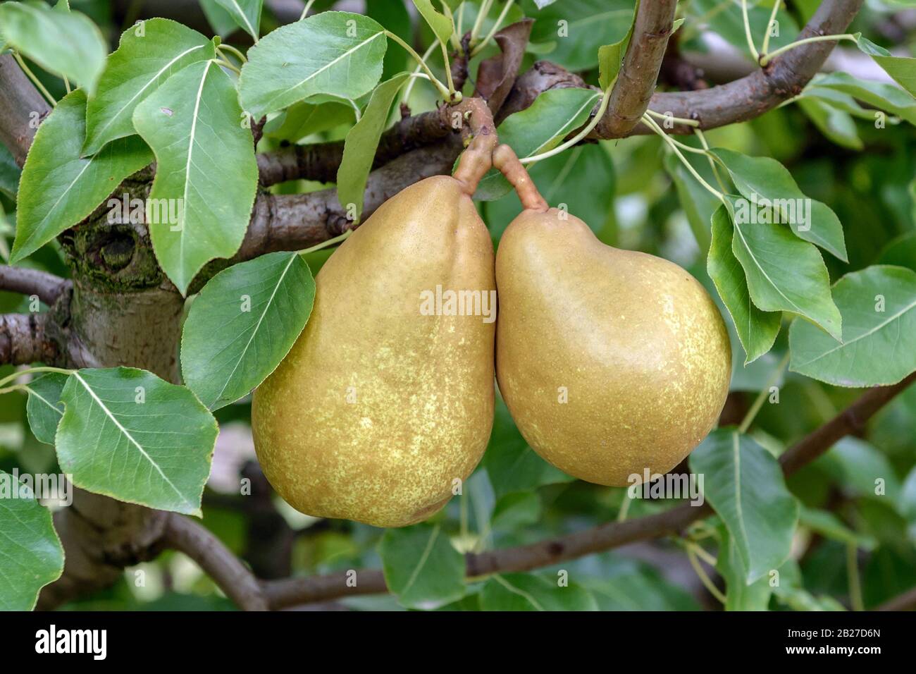 Kultur birne hi-res stock photography and images - Alamy