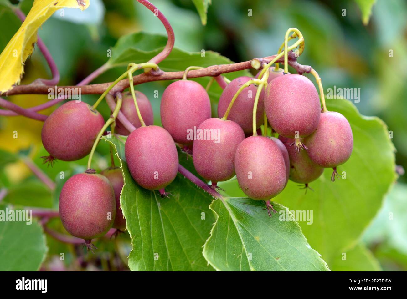 Mini-Kiwi (Actinidia arguta WEIKI ® Stock Photo - Alamy