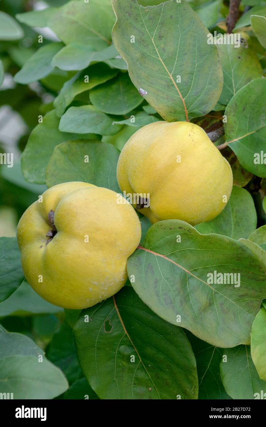 Cydonia oblonga konstantinopeler hi-res stock photography and images ...