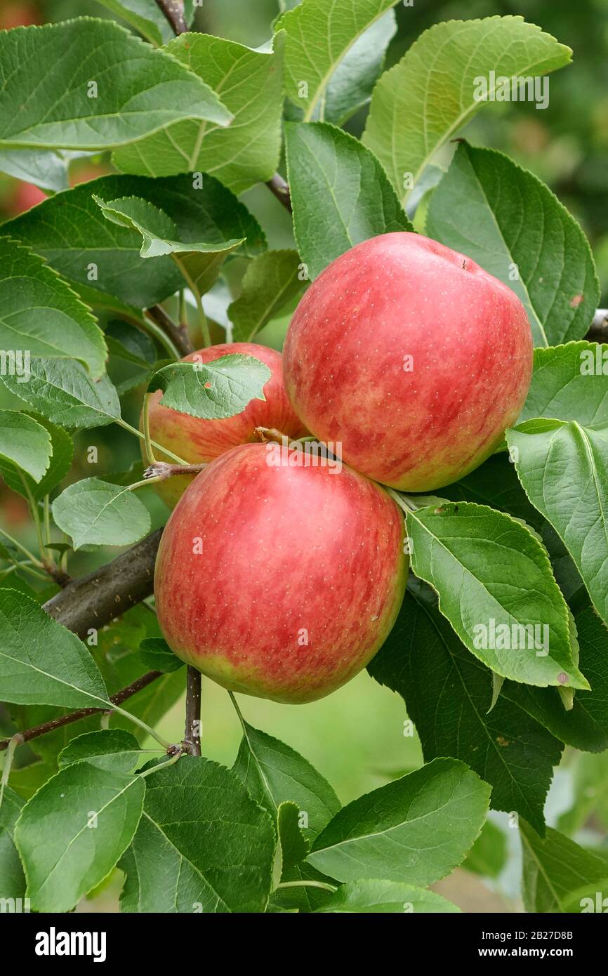 Rebella hi-res stock photography and images - Alamy