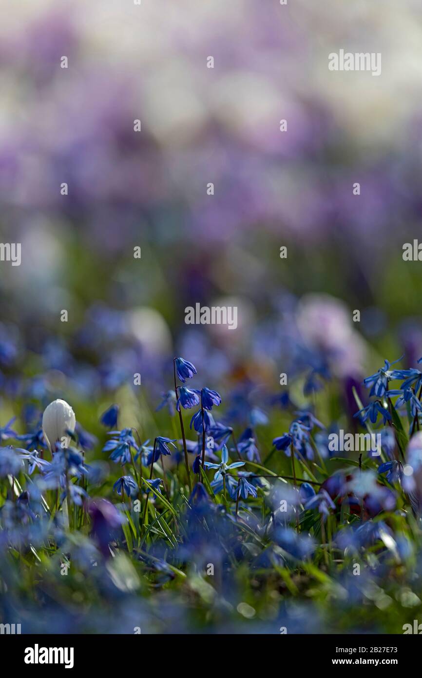 Scilla flowering in early spring Stock Photo - Alamy