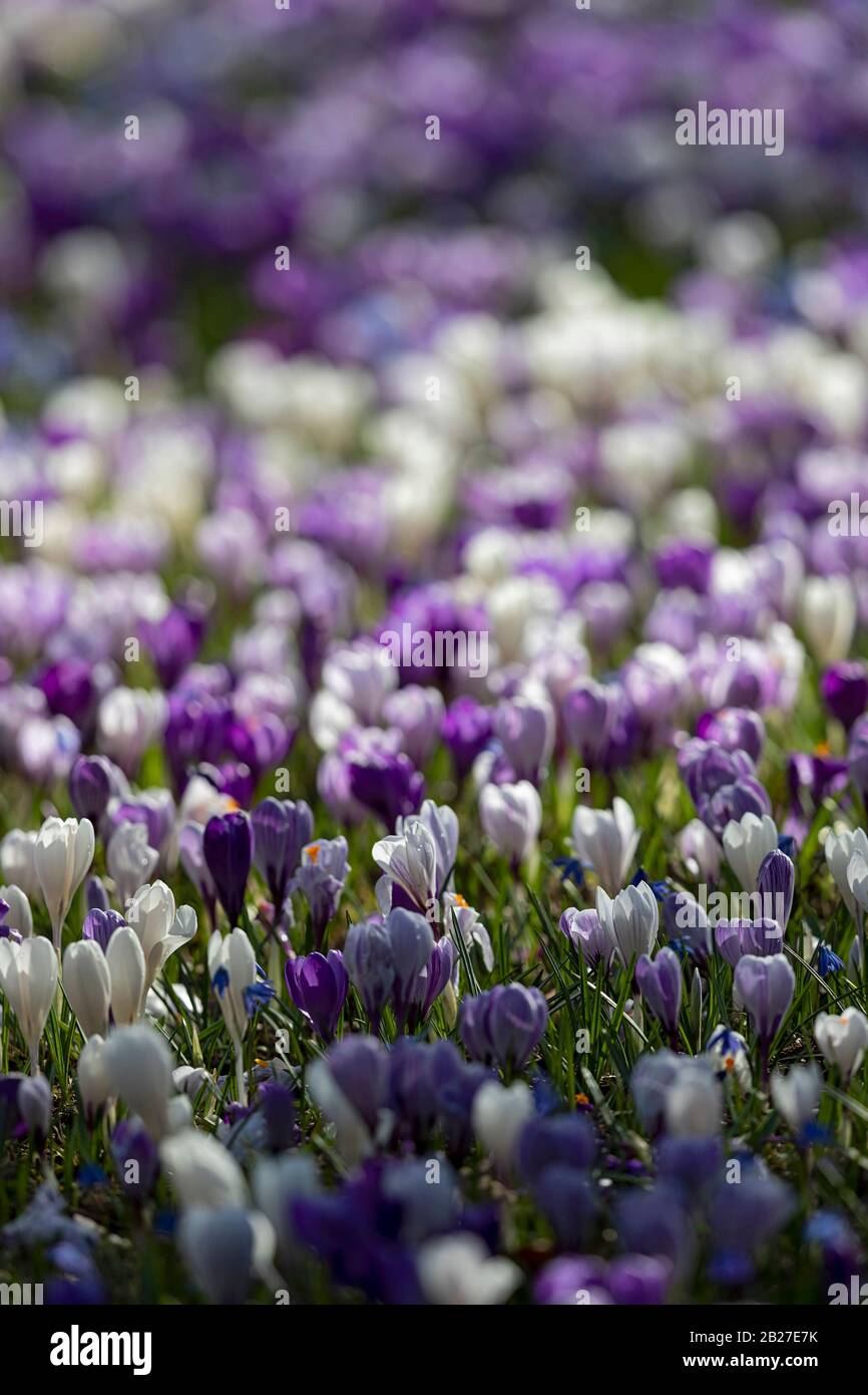 Time spring hi-res stock photography and images - Alamy