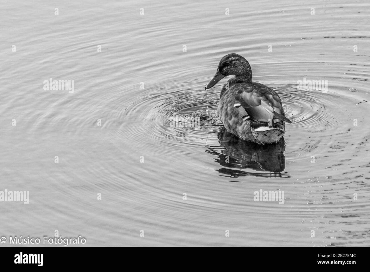 Sigma photography Black and White Stock Photos & Images - Alamy