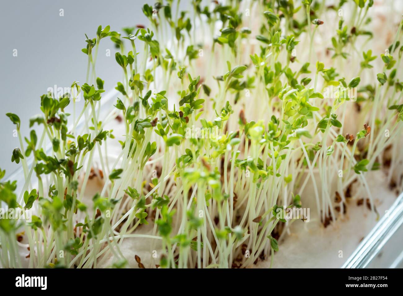 fresh cress grown at home. Healthy food without pesticides and ...