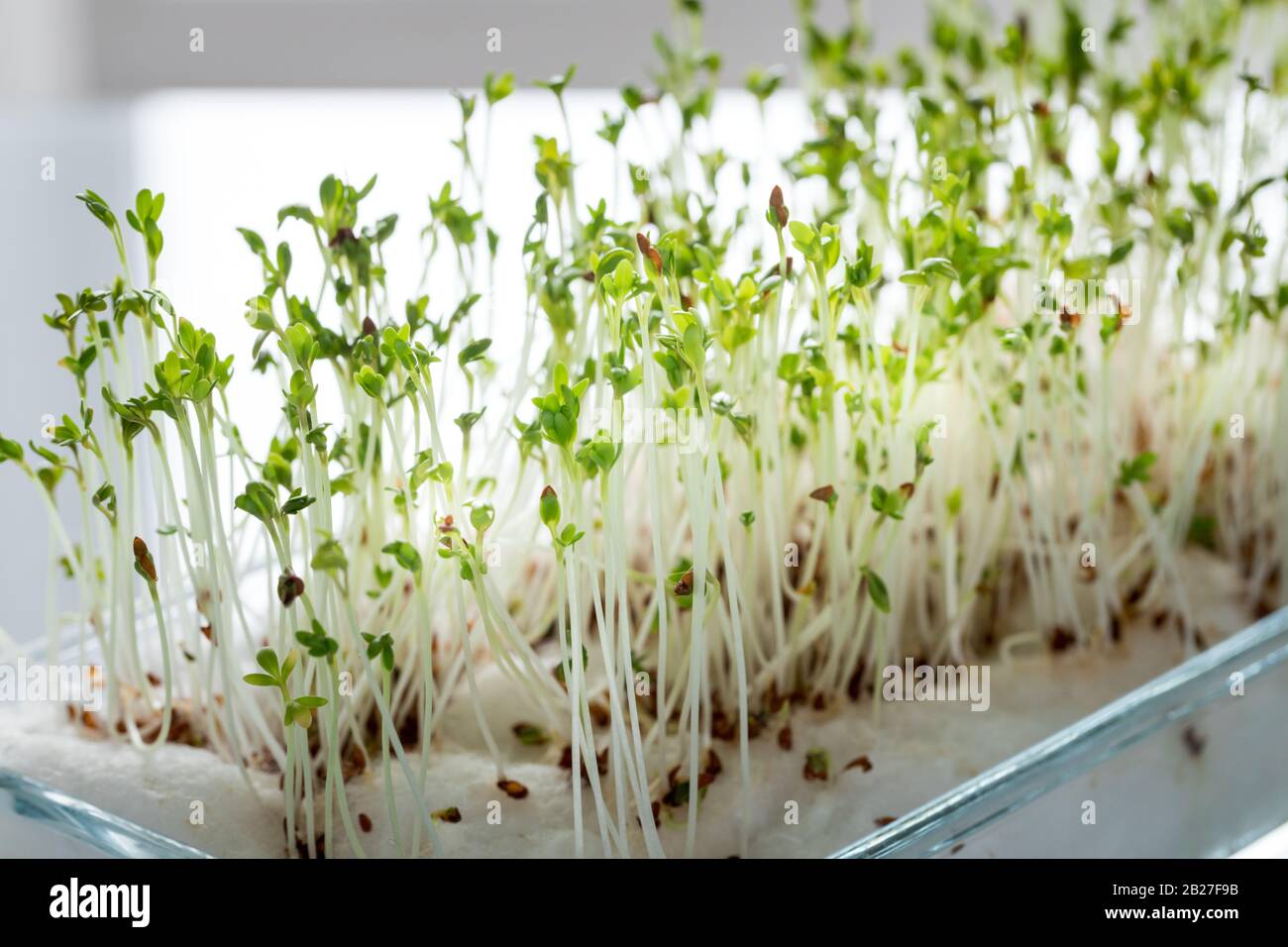 fresh cress grown at home. Healthy food without pesticides and ...