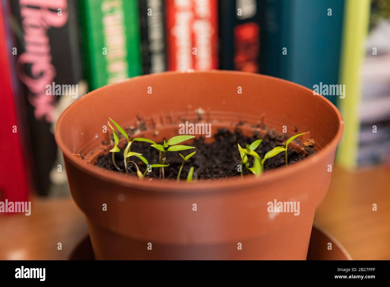Growing chili plants hi-res stock photography and images - Alamy