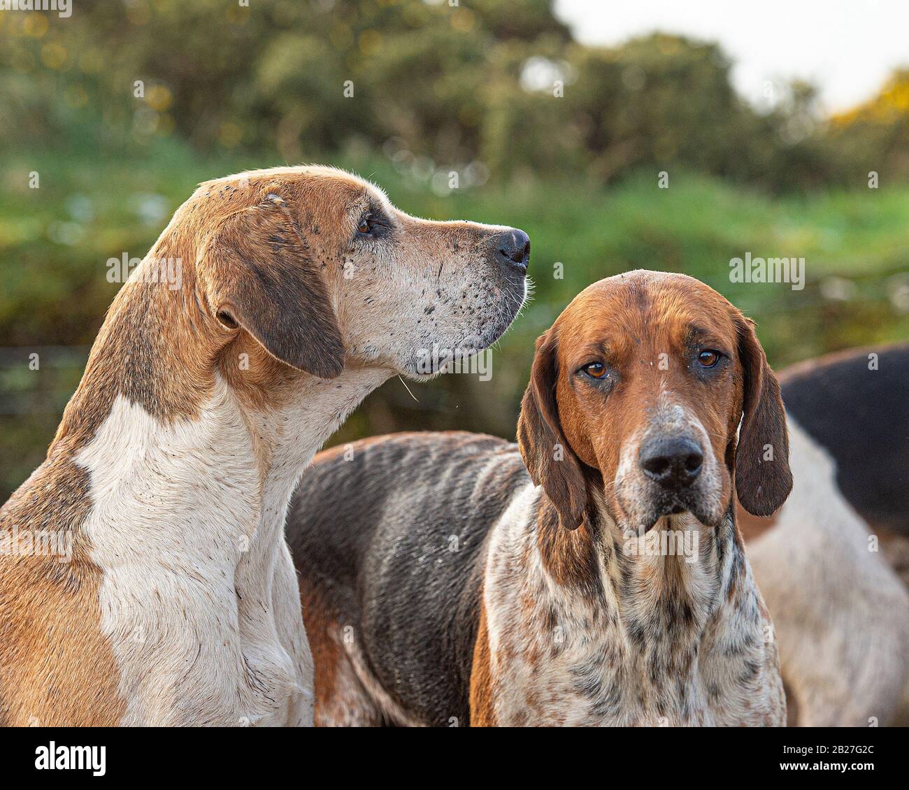 English Hunting Horse High Resolution Stock Photography and Images - Alamy