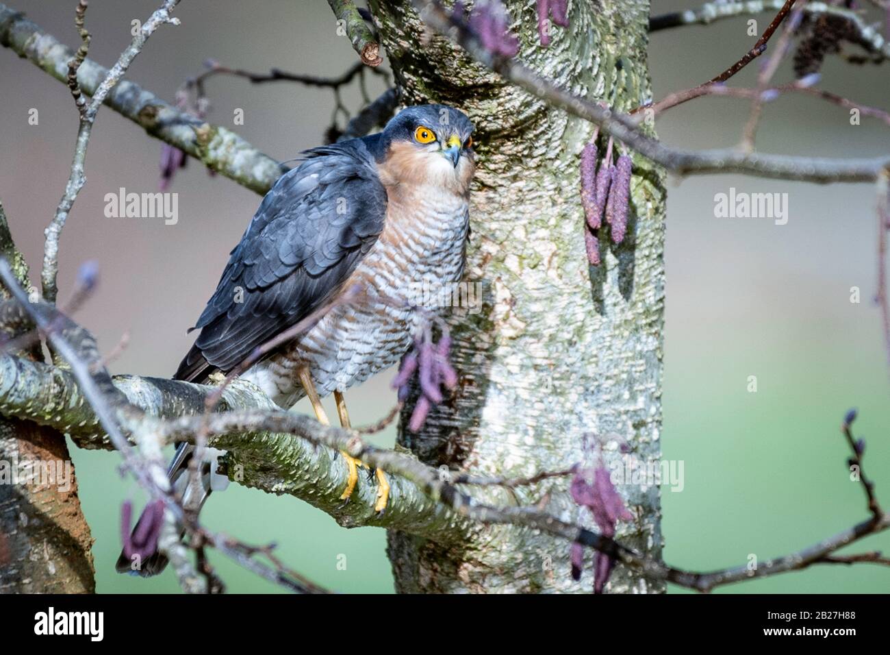 Fast sparrowhawk hi-res stock photography and images - Alamy