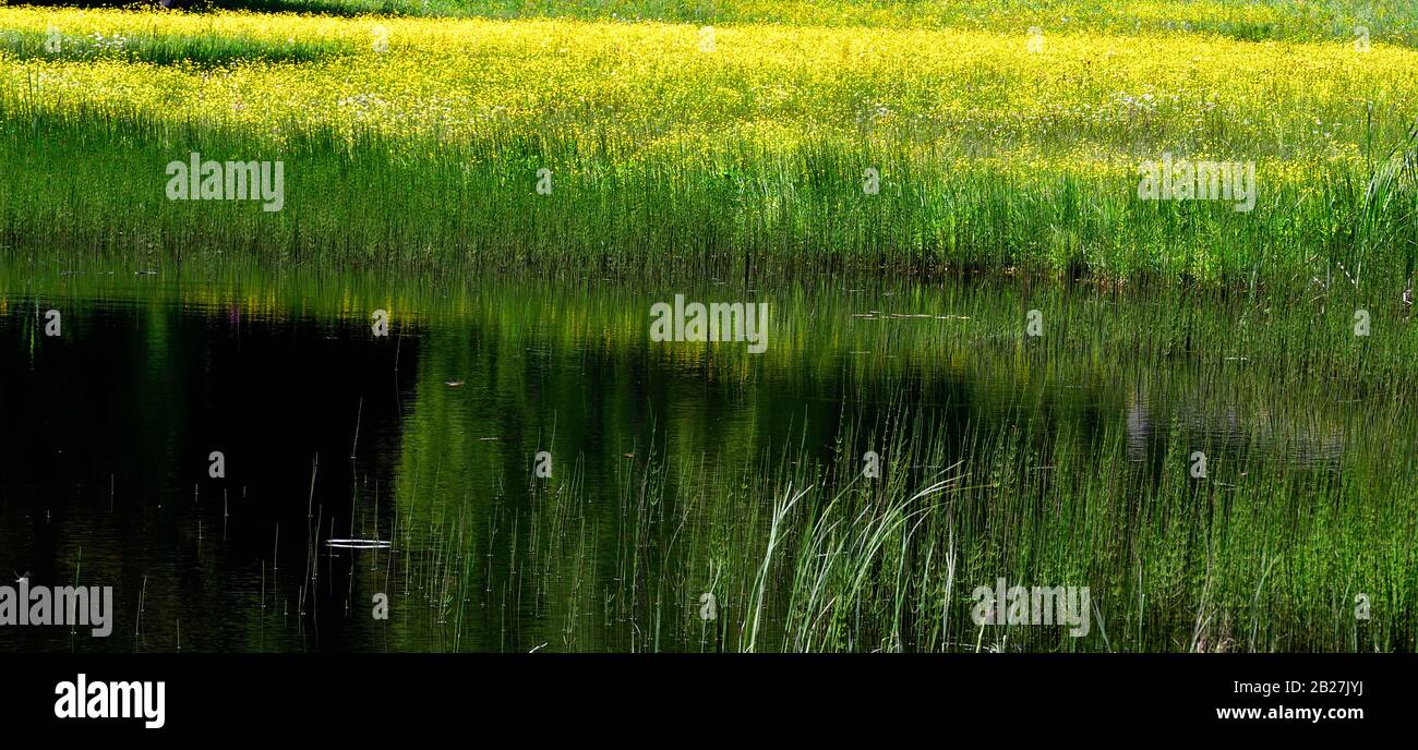 The pod in the Pian Gembro Natural Park Stock Photo - Alamy