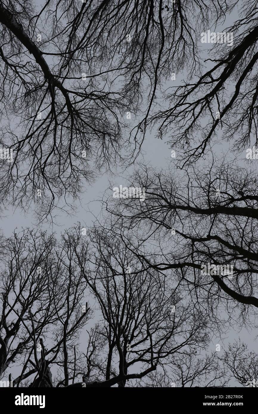 Tree branches silhouetted against a grey winter sky Stock Photo - Alamy
