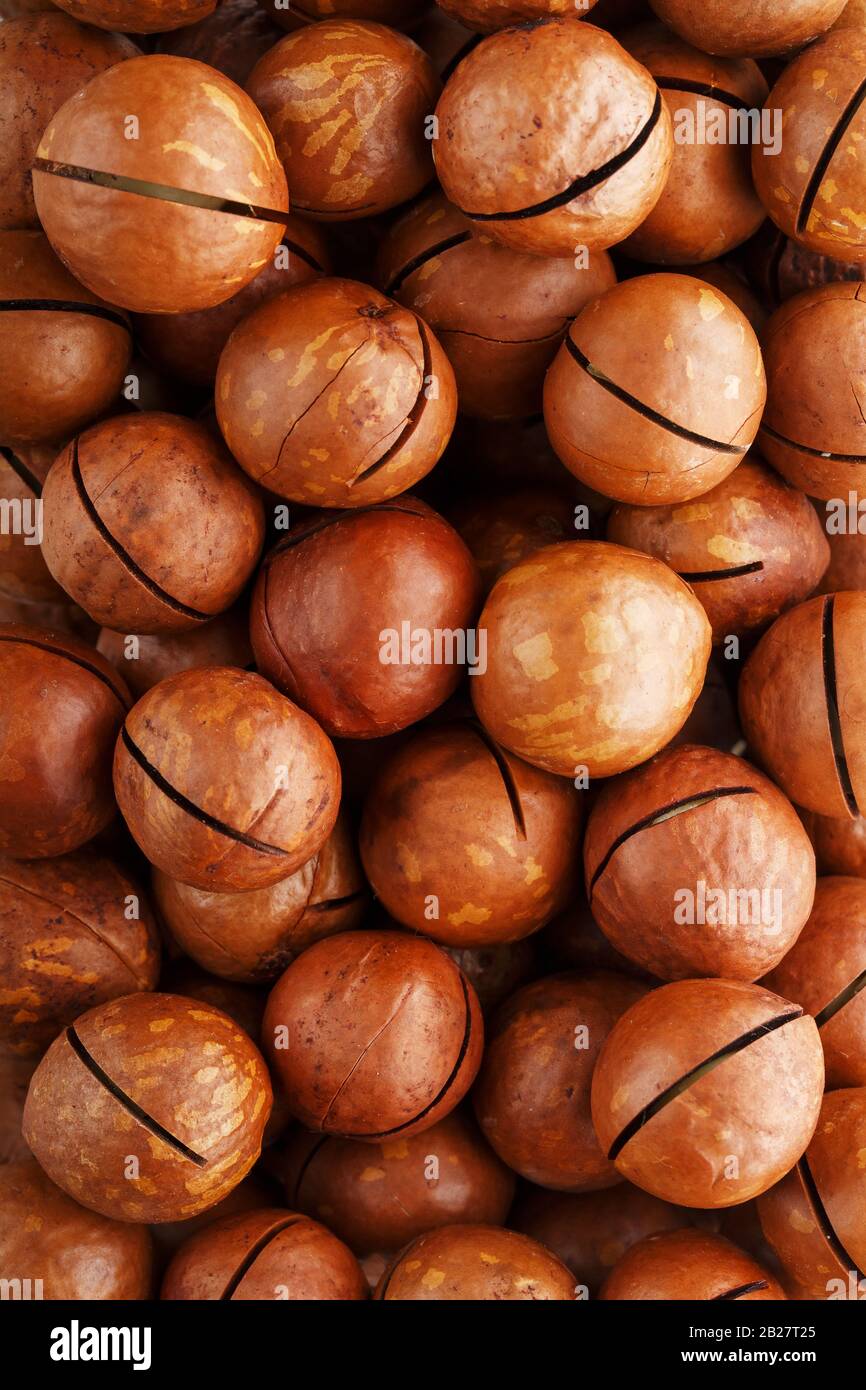 Texture of organic macadamia walnut fresh natural fruit in full frame ...