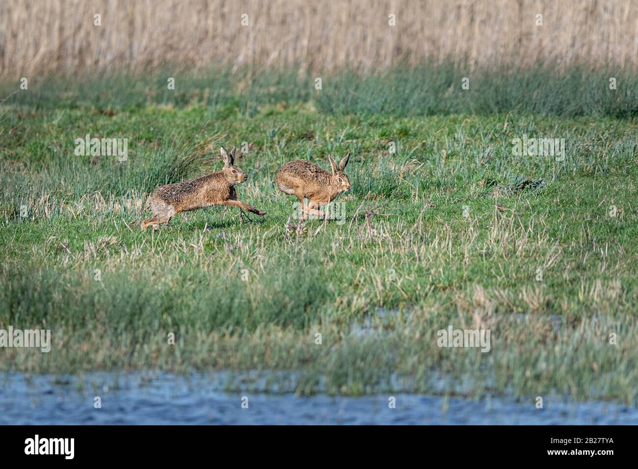 March hare hi-res stock photography and images - Alamy