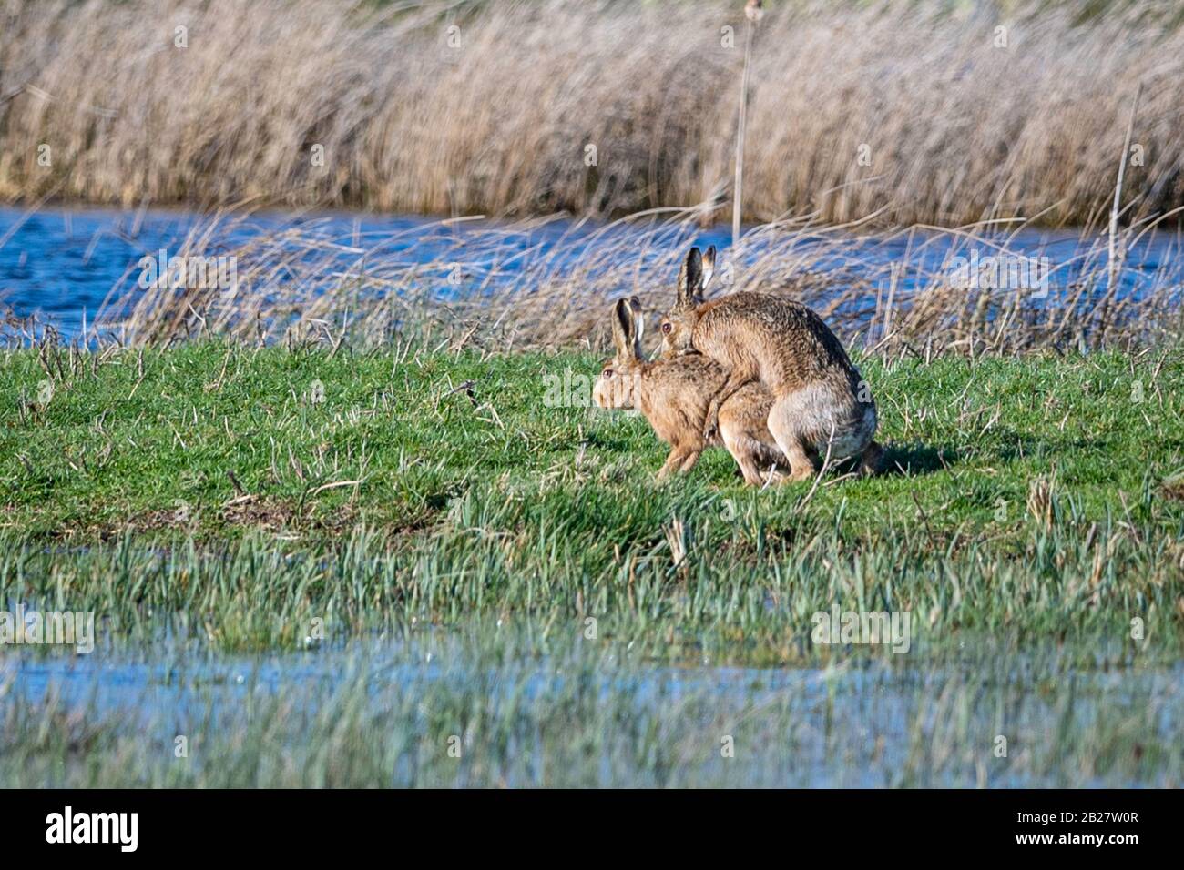 Mad as a march hare hi-res stock photography and images - Alamy