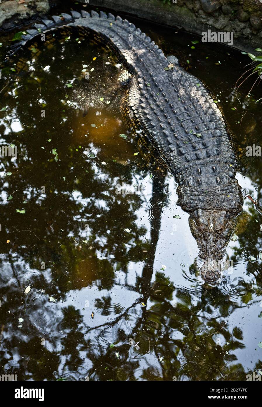 Alligator jaw strength hi-res stock photography and images - Alamy
