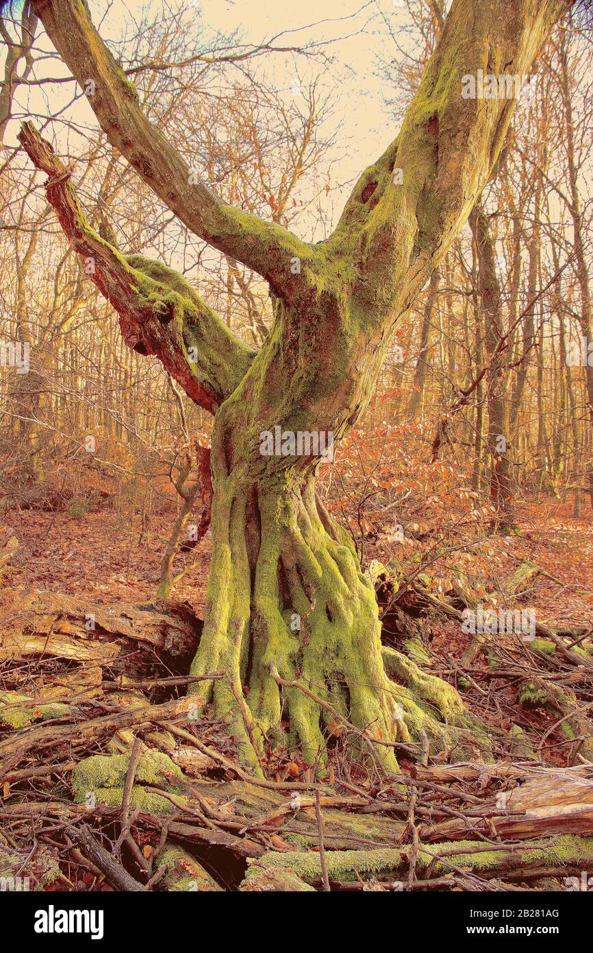 Dead, upright rotting oak in the Sababurg primeval forest, Retro ...
