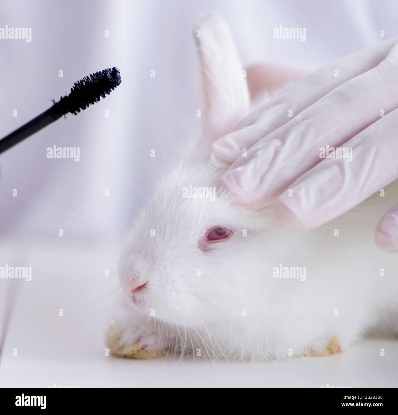 The white rabbit in scientific lab experiment Stock Photo - Alamy