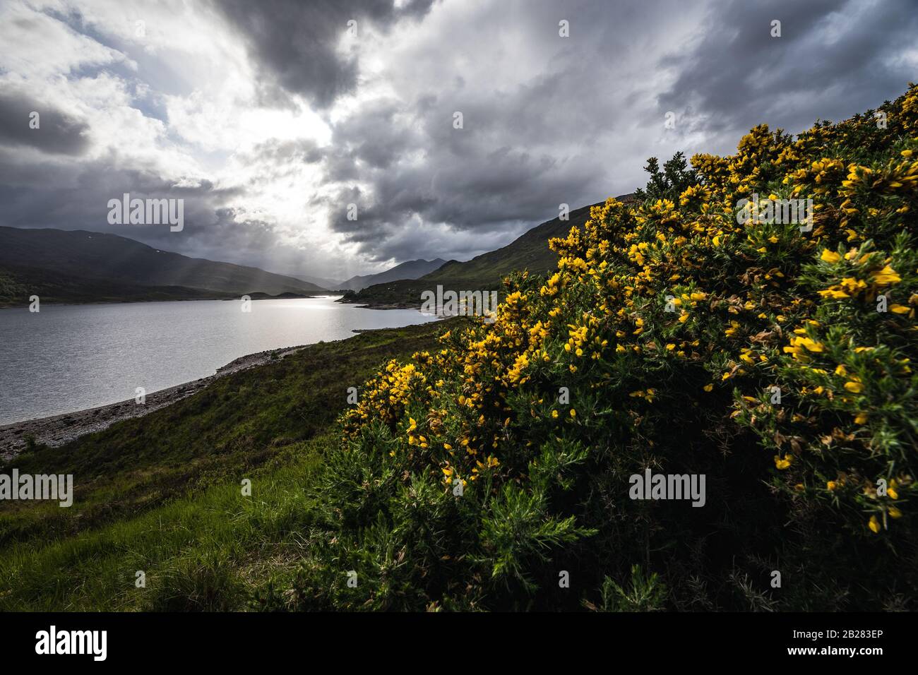 Traditional Scottish Mountains Flowers and bushes close-up Stock Photo ...