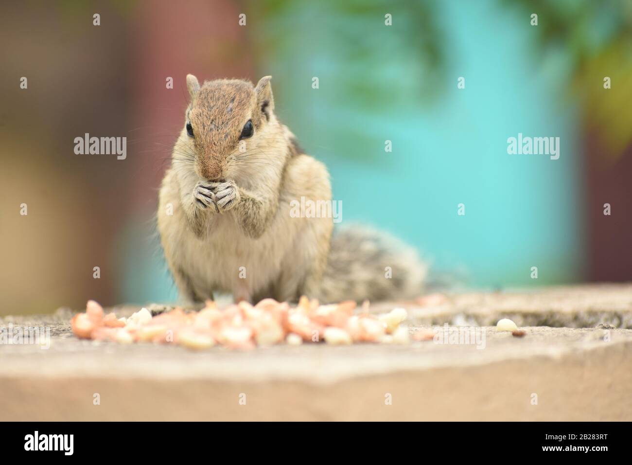 An Indian chipmunk enjoying peanuts using both hands sitting on a leafy ...