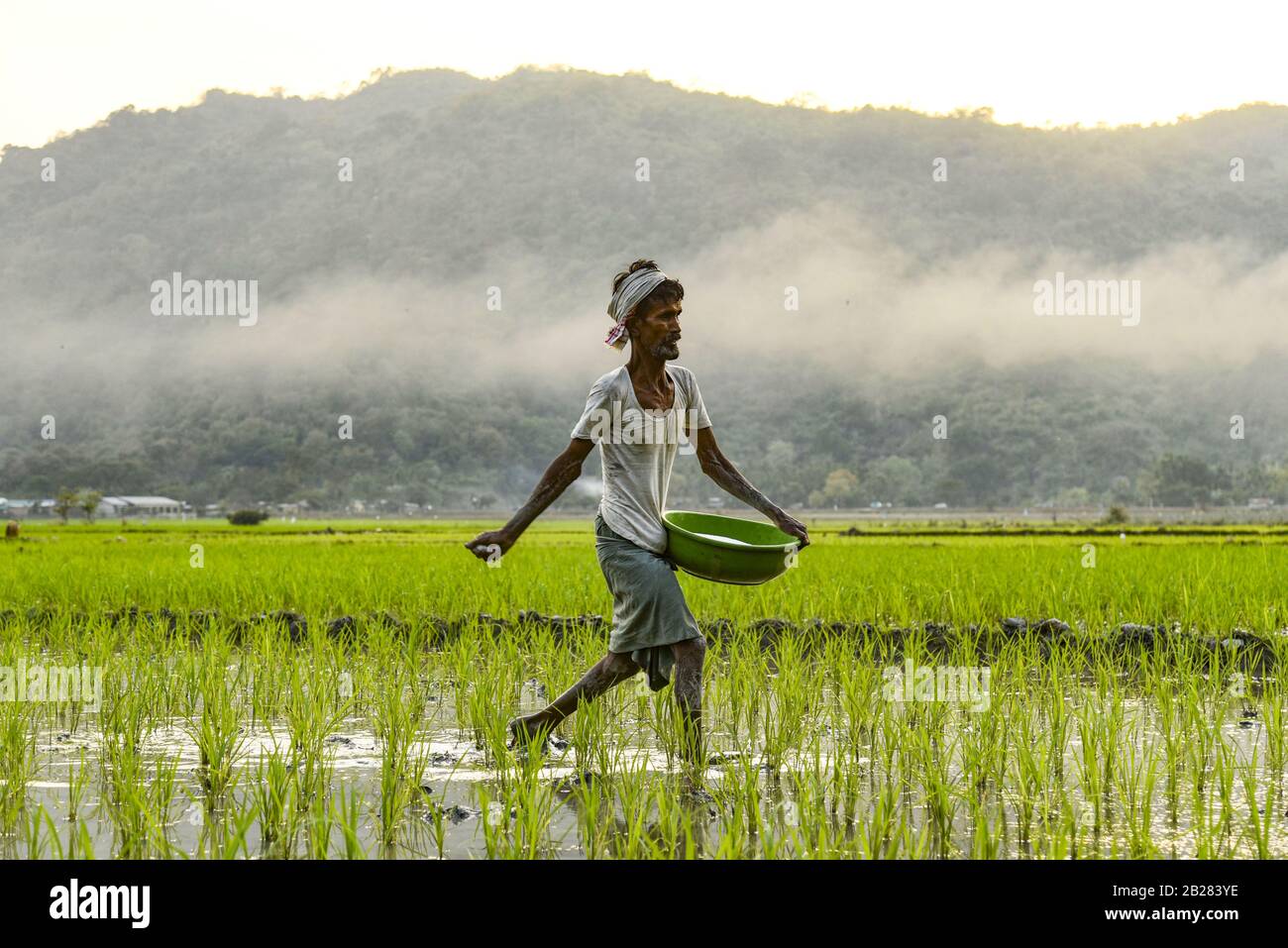 Marigaon, Assam, India. 1st Mar, 2020. A farmer scatters fertilizer in ...