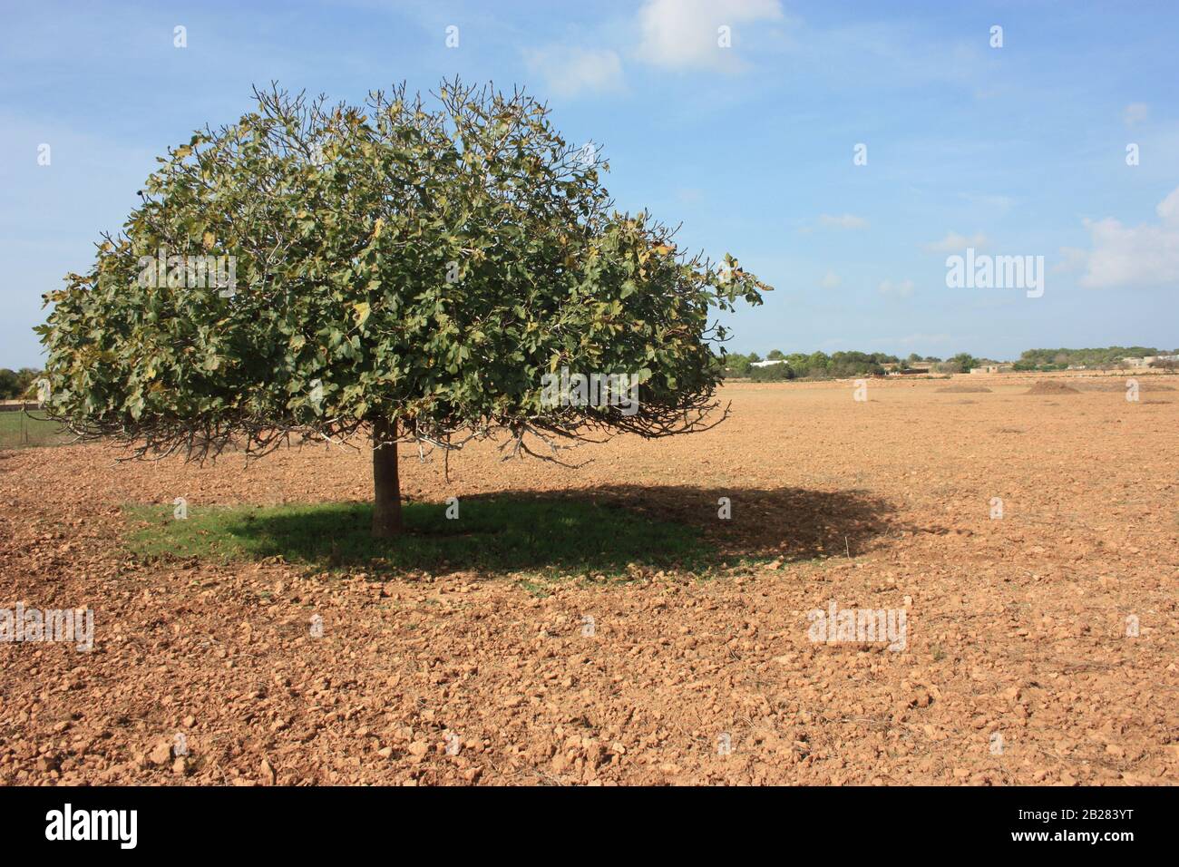 lonely fig fruit trees grown in the arid dry summer soil of the ...