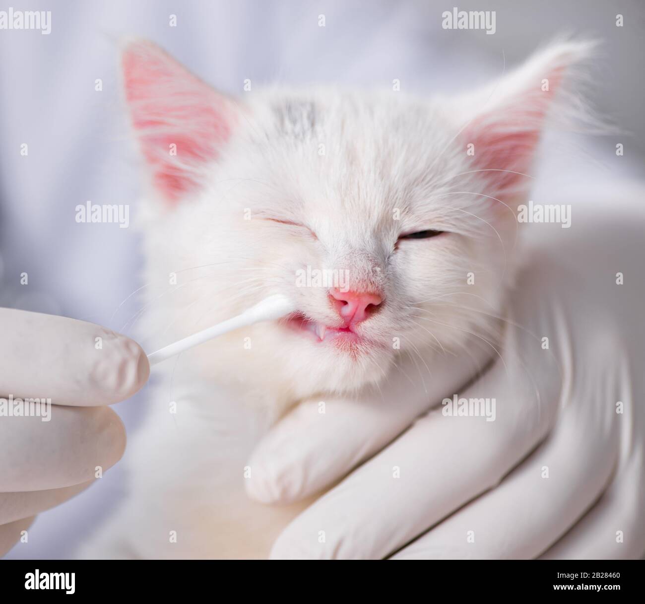 The white kitten visiting vet for check up Stock Photo - Alamy