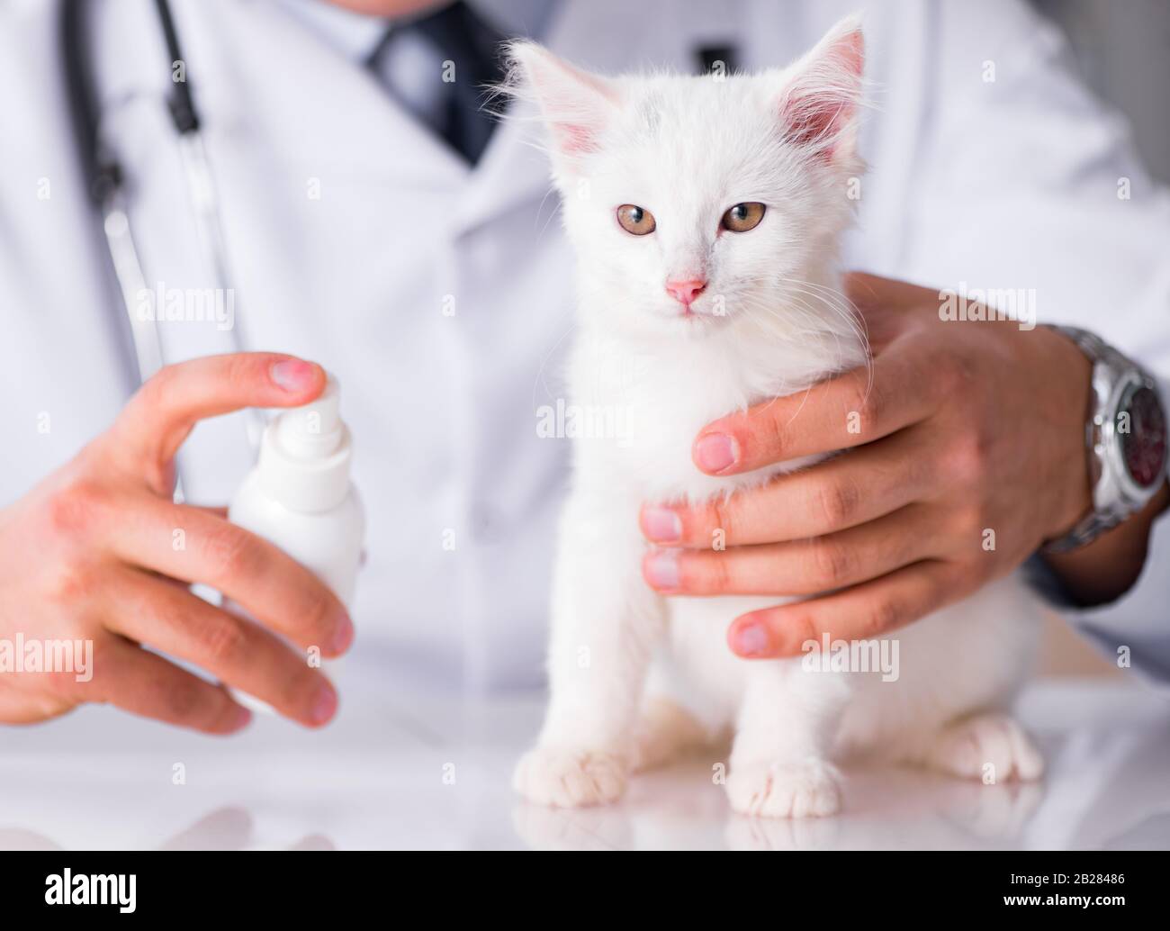 The white kitten visiting vet for check up Stock Photo - Alamy