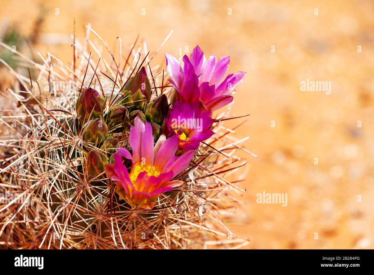 Moab utah cactus hi-res stock photography and images - Alamy