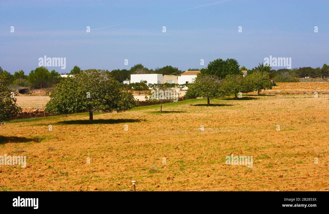 Fig tree ibiza hi-res stock photography and images - Alamy
