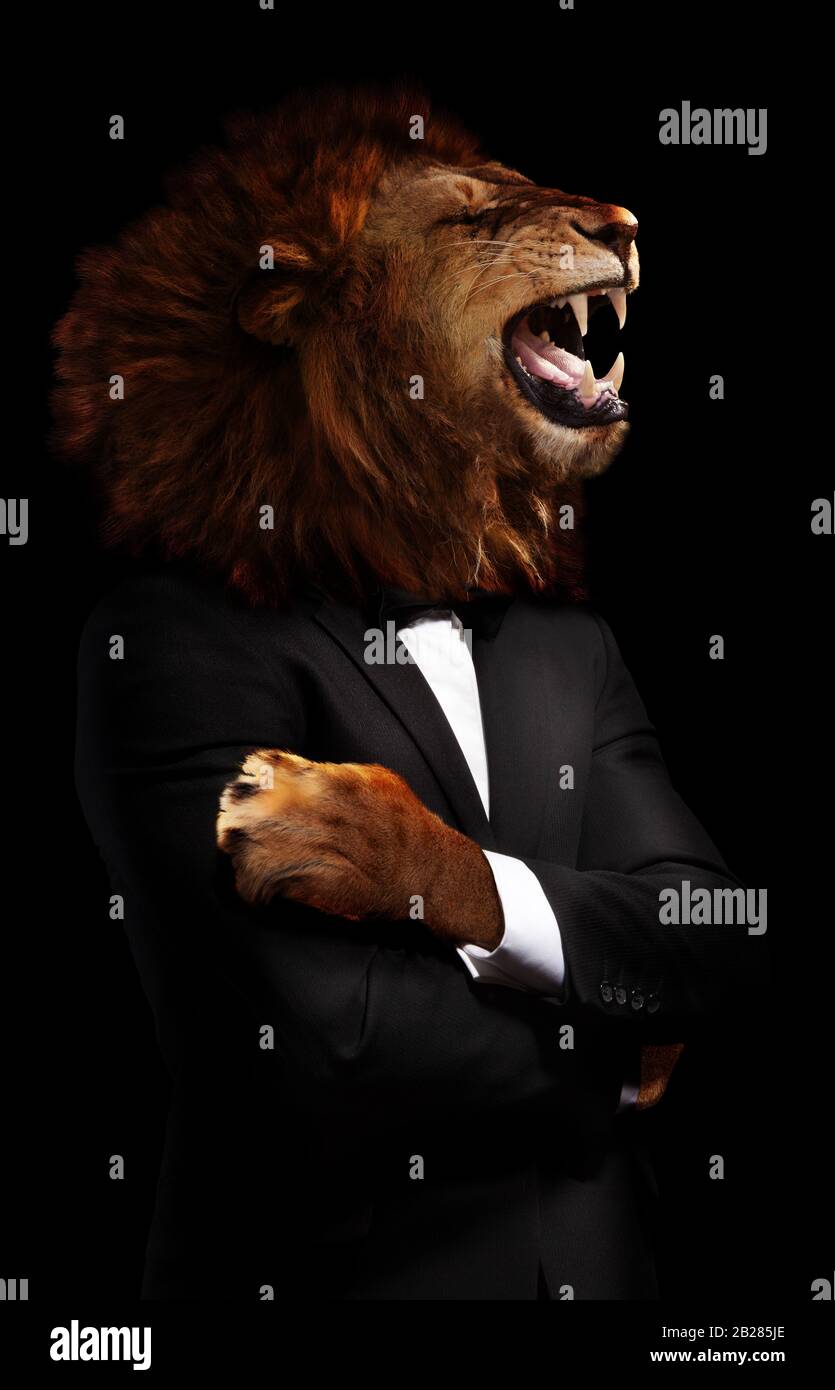 Boss concept lion in the office formal suite an shirt on black ...