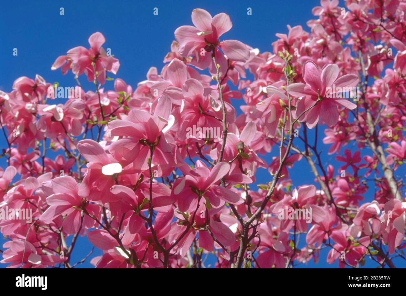 Magnolia galaxy hi-res stock photography and images - Alamy