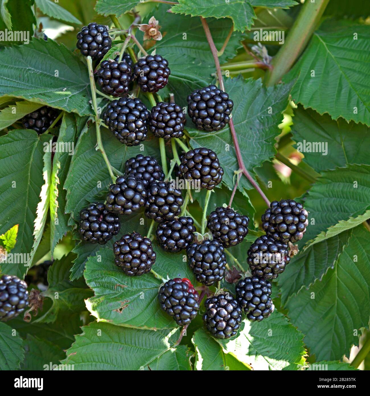 Stachellose Brombeere (Rubus fruticosus 'Loch Ness' NESSY Stock Photo ...