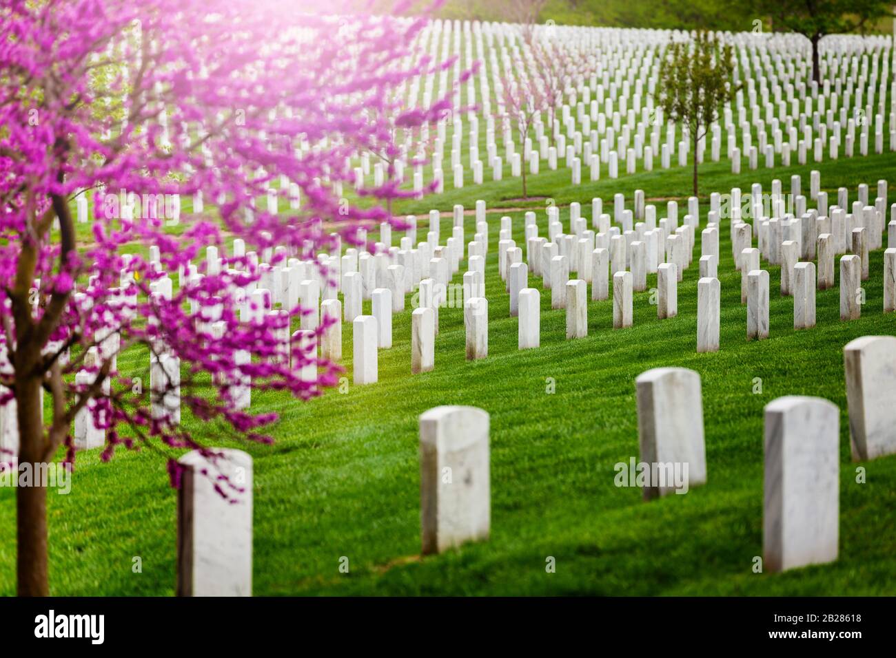 Many tombs in rows, graves on military Arlington cemetery and blooming ...