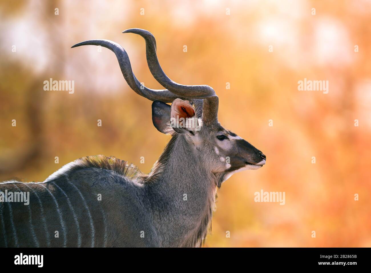 Kudu animal hi-res stock photography and images - Alamy