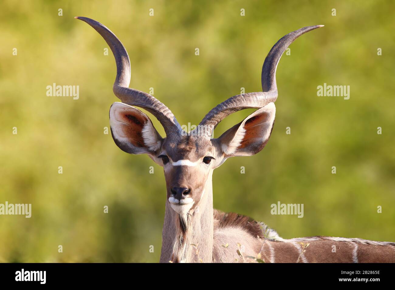 Kudu animal hi-res stock photography and images - Alamy