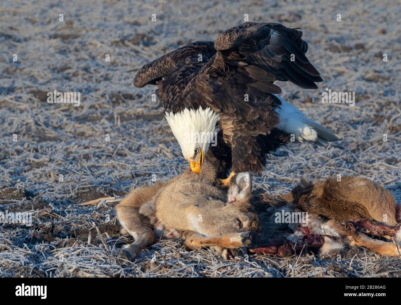 Eagle Catching Deer