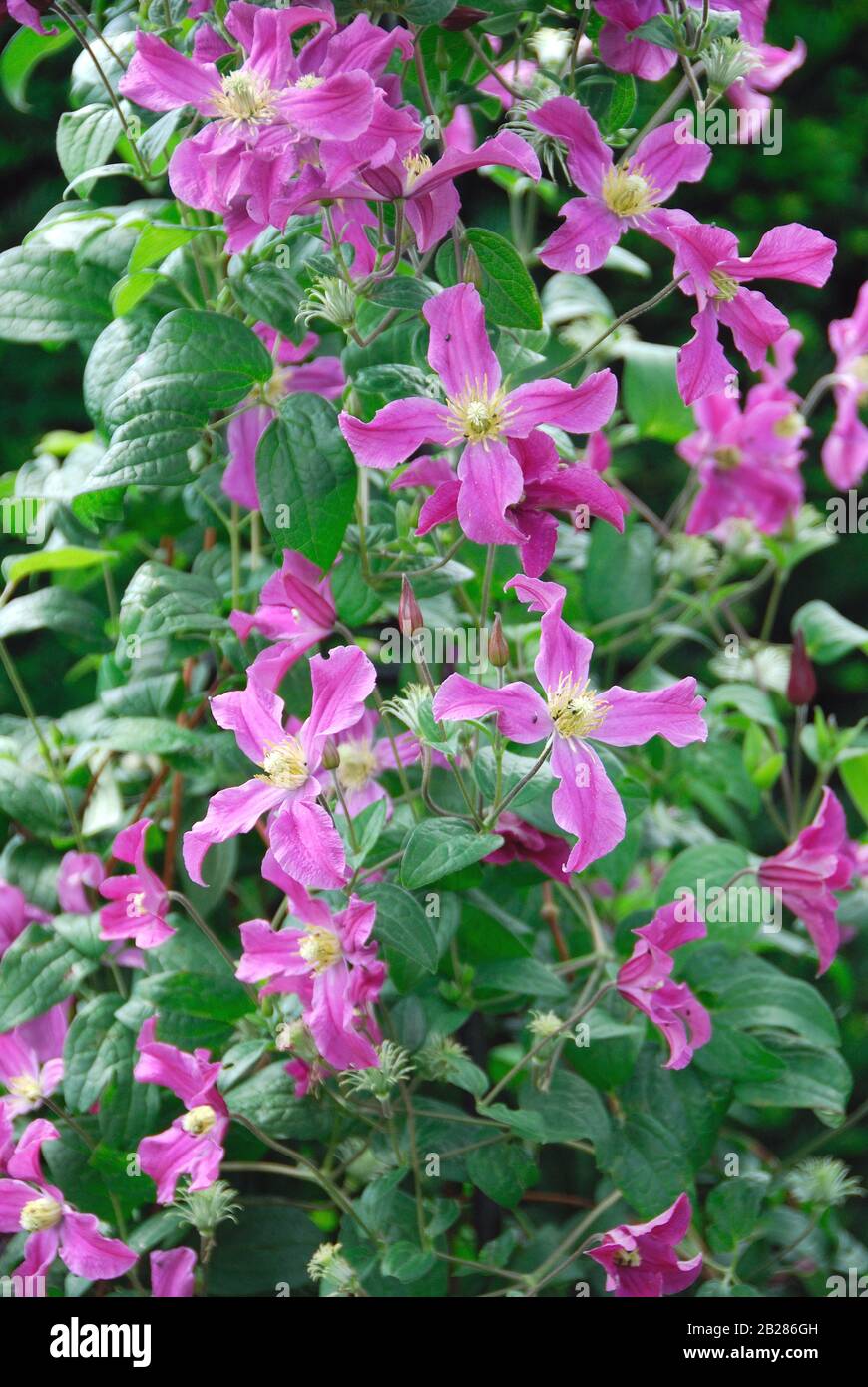 Clematis blume hi-res stock photography and images - Alamy