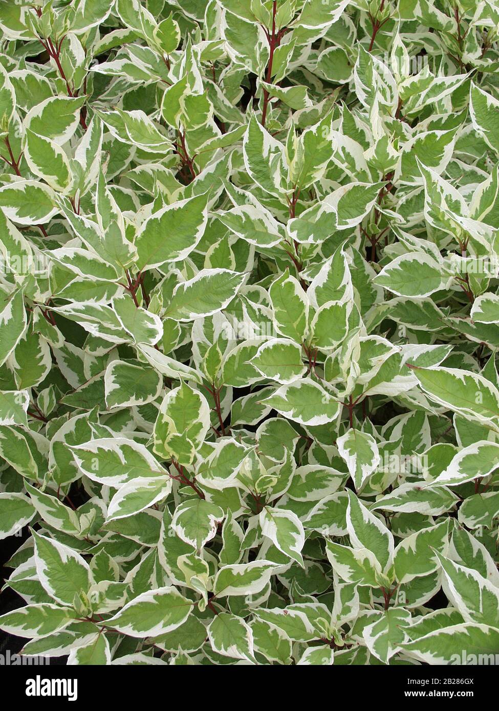 Cornus alba Ivory Halo Stock Photo - Alamy