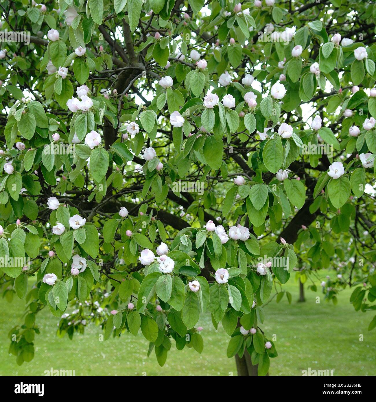 Cydonia oblonga quitte hi-res stock photography and images - Alamy