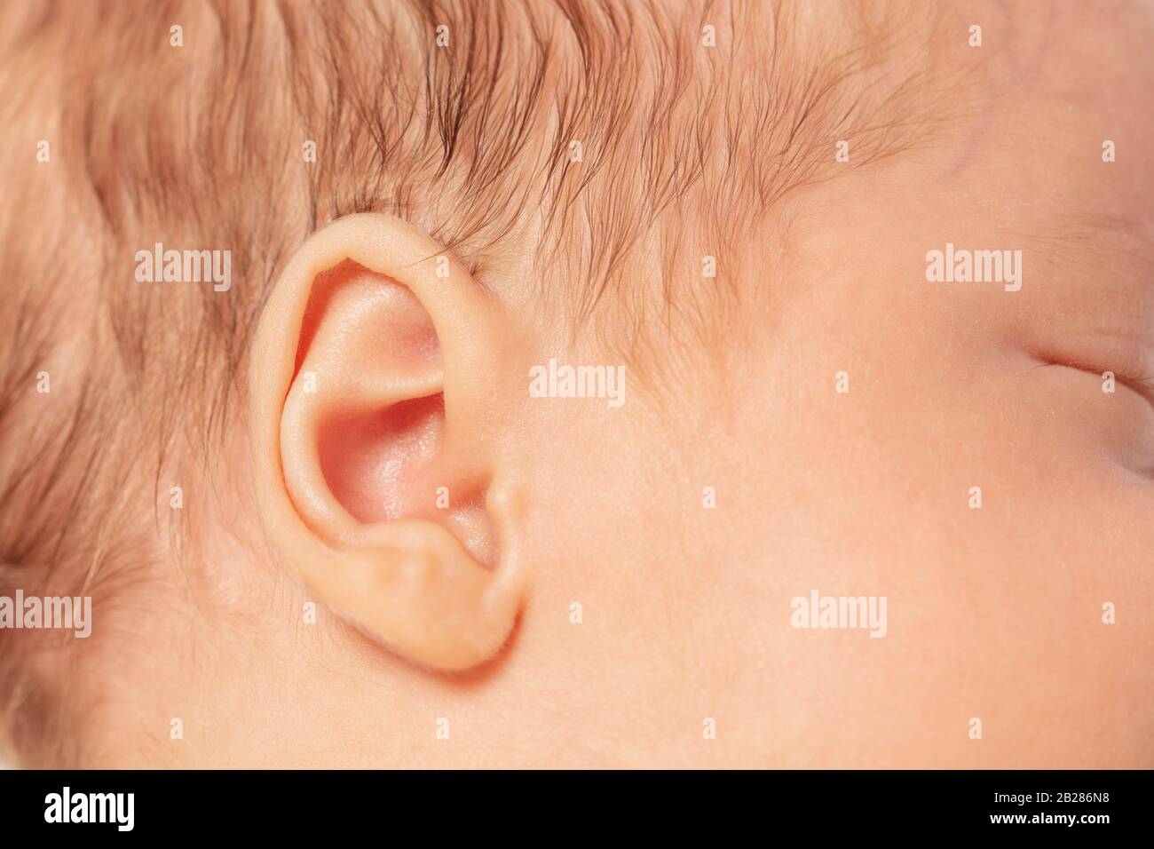 Inner Ear Stock Photos & Inner Ear Stock Images - Alamy