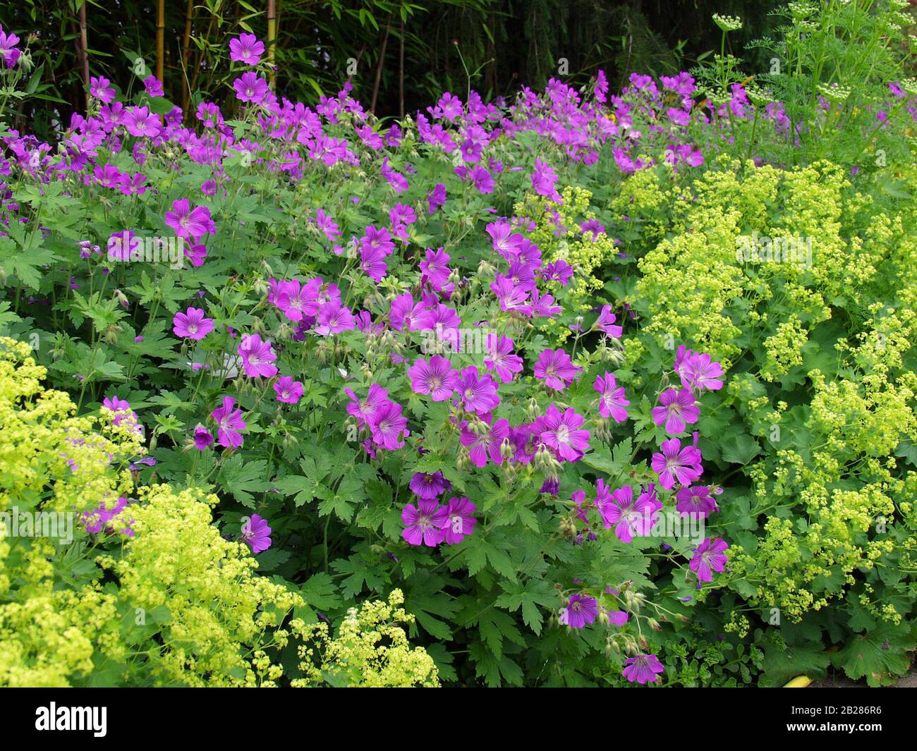 Geranium magnificum hi-res stock photography and images - Alamy