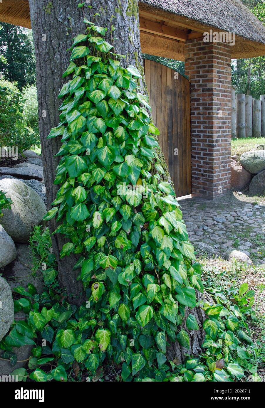 Hedera colchica 'Sulphur Heart' Stock Photo - Alamy