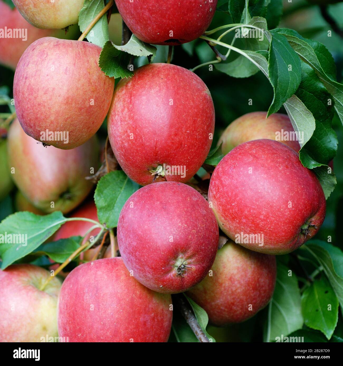 Malus domestica 'Rewena' Stock Photo - Alamy