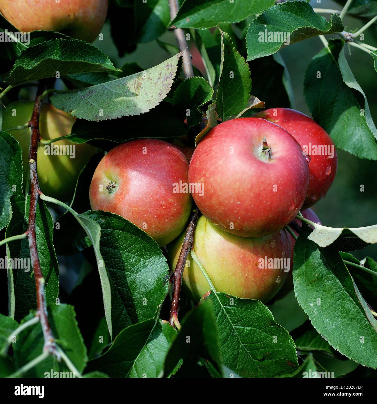 Red topaz hi-res stock photography and images - Alamy