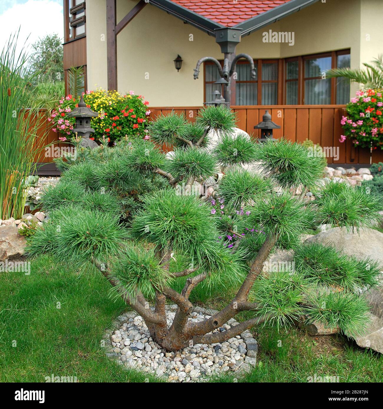 Pinie, Pinus sylvestris Stock Photo - Alamy