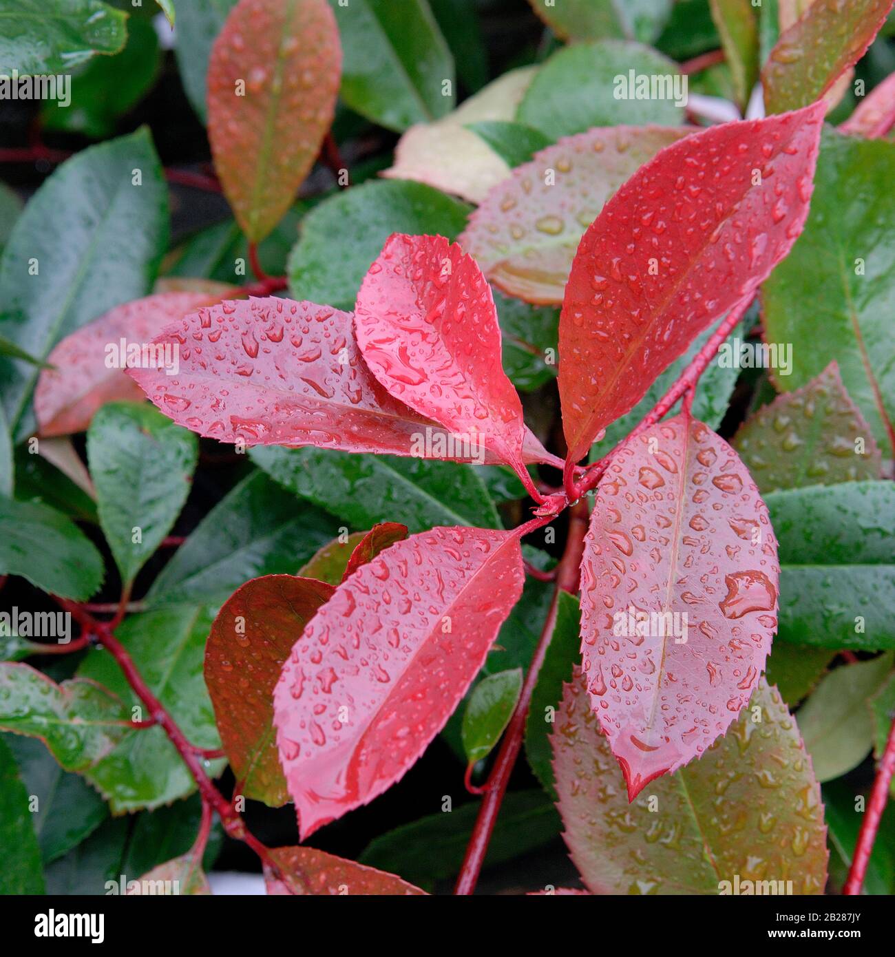 Photinia fraseri 'Red Robin' Stock Photo - Alamy