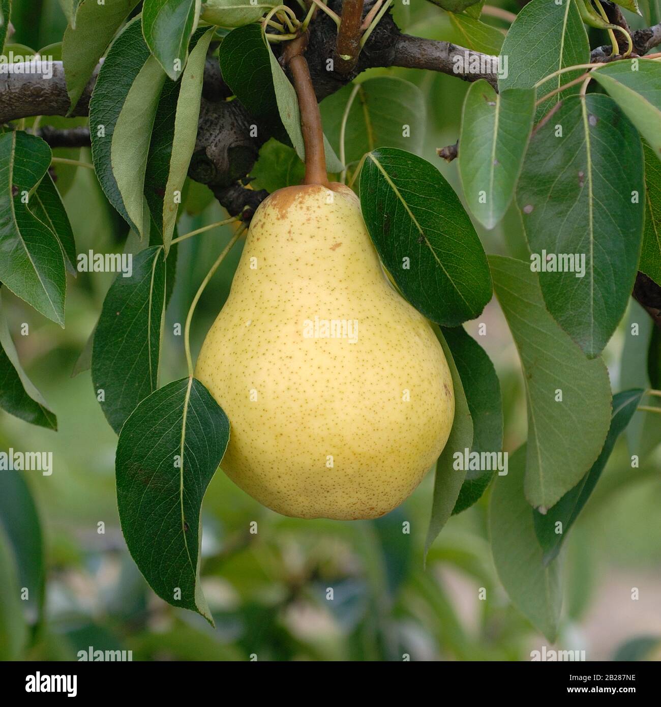 Pyrus communis 'Williams Christ Stock Photo - Alamy
