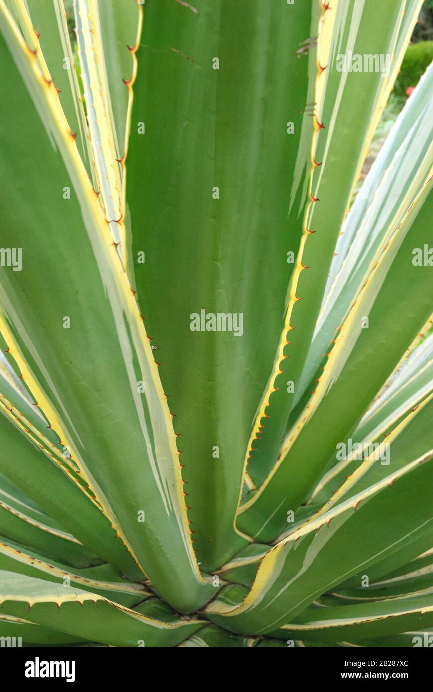 Agave angustifolia marginata hi-res stock photography and images - Alamy