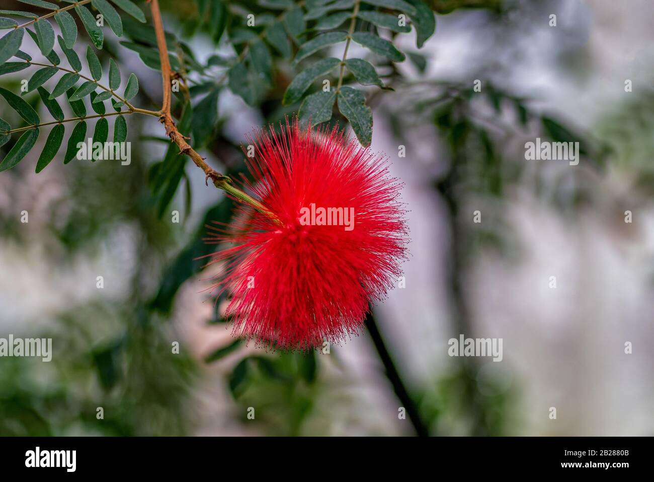 Calliandra haematocephala red puff flower hi-res stock photography and ...